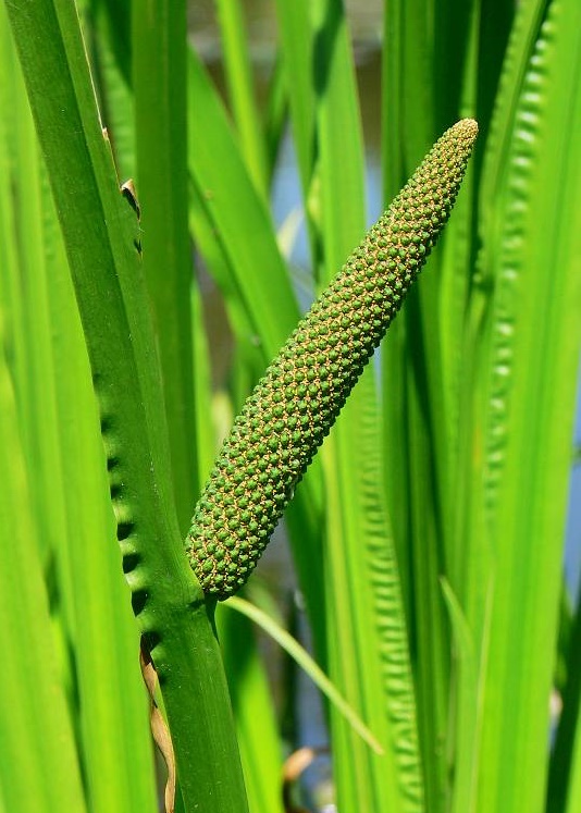 Helophytes étang | Plantes, fonctionnement et conseils | Oxygen Plants.net