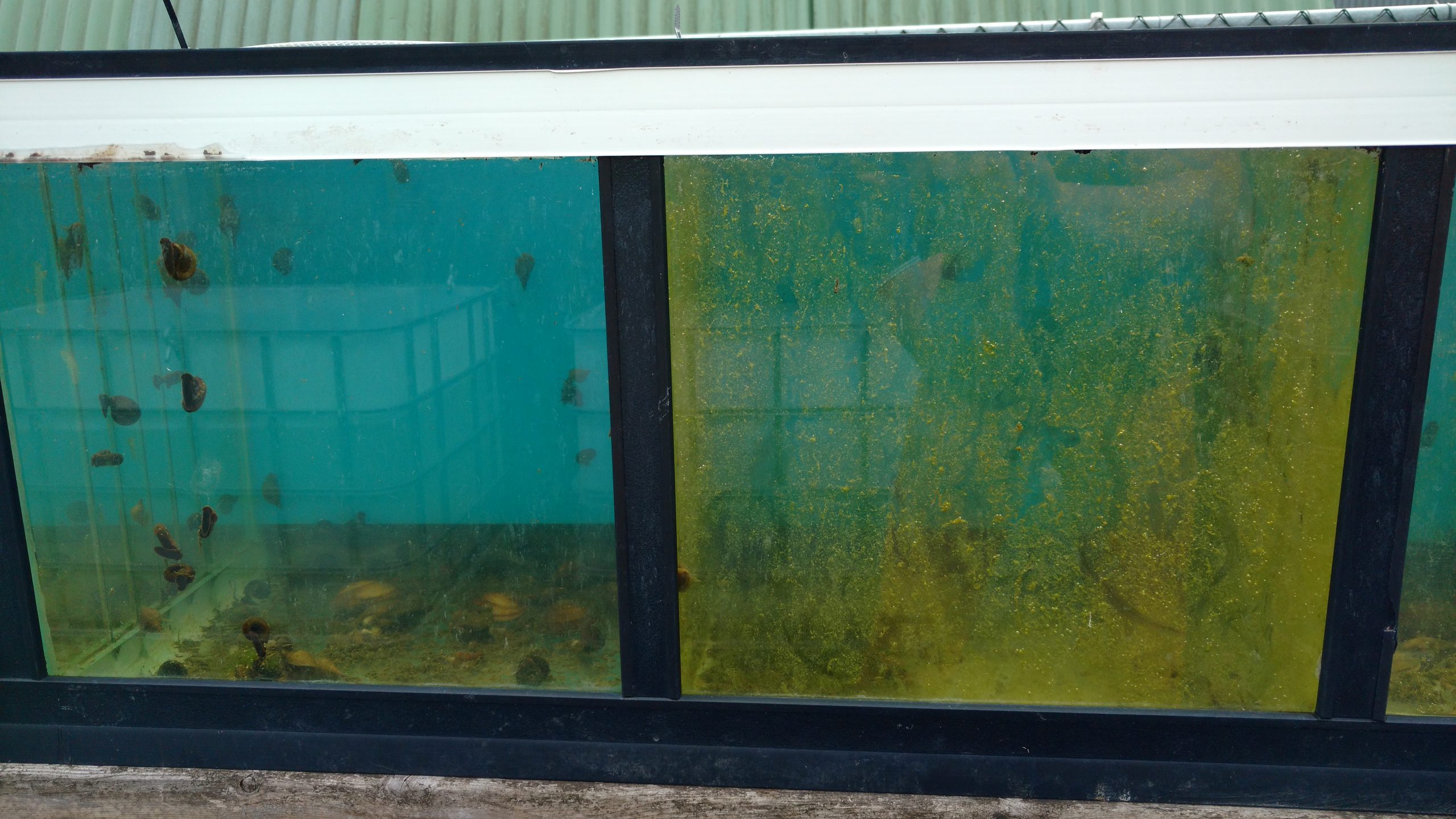 Fighting Thread Algae in the Pond | read how at Zuurstofplanten.net