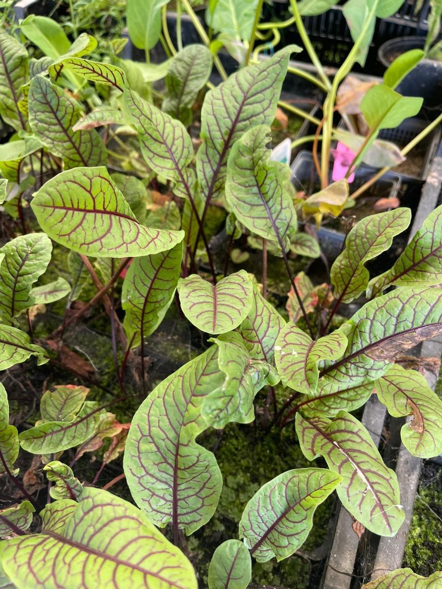 Bloedzuring (Rumex sanguineus) - Zuurstofplanten.net