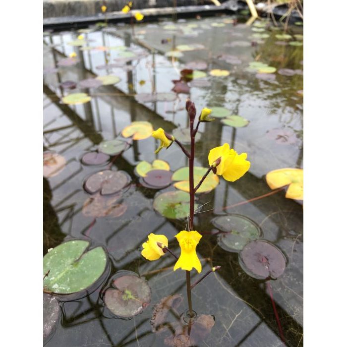 Gele Plomp | Inheems, Winterhard, Onderhoudsarm