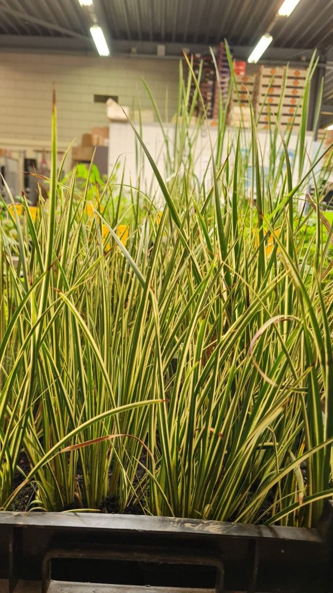 Pied Dwarf Calamus (Acorus calamus 'Variegatus')